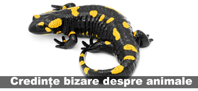Credinţe bizare despre animale
