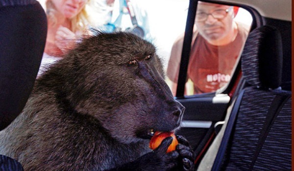Babuinul ”huligan” va fi eutanasiat
