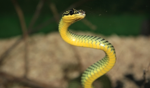 Şerpii indieni vor fi dotaţi cu microcipuri