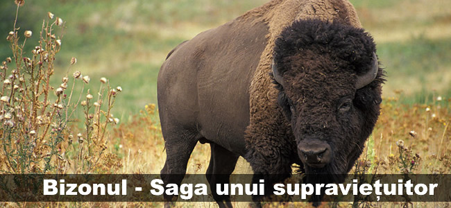 Bizonul – Saga unui supravieţuitor