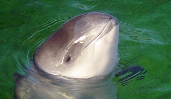 O populaţie de marsuini atrage turiştii în Bremen