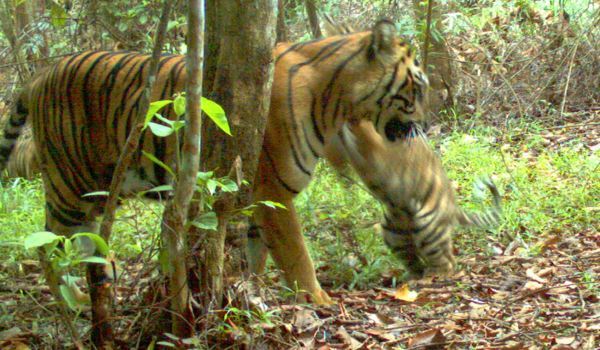 Imagini rare cu tigrul de Sumatra au fost surprinse în Indonezia! (VIDEO)