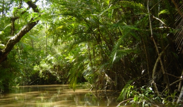 Suprafaţa defrişată în jungla amazoniană, de 6 ori mai mare decât anul ...