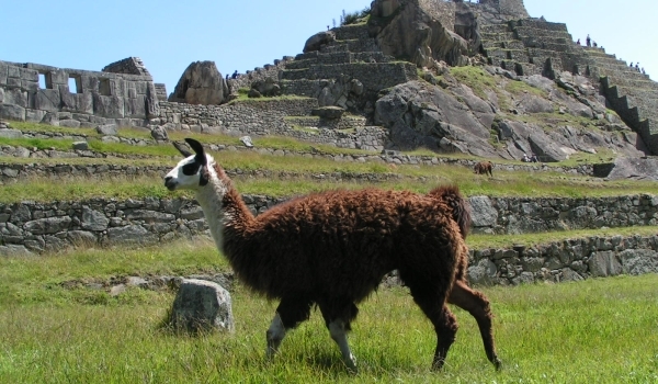 Secretul civilizaţiei incaşe: excrementele de lamă!