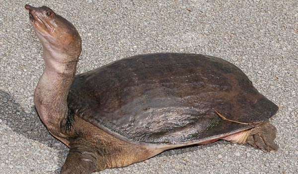 Mitul ţestoasei lente a fost spulberat! (VIDEO)