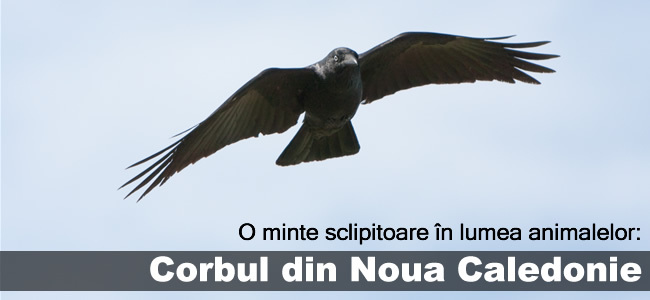 O minte sclipitoare în lumea animalelor: Corbul de Noua Caledonie