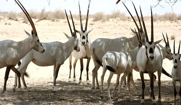 „Unicornii” au reînviat! Un animal legendar a fost salvat de la dispariţie