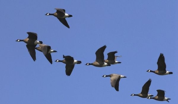 Gâştele din New York vor fi capturate şi preparate ca hrană pentru săraci