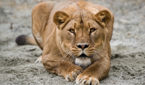 Leii, gheparzii şi leoparzii ar putea dispărea în următorii 15 ani