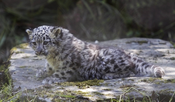 Afganistanul a devenit raiul leoparzilor zăpezii