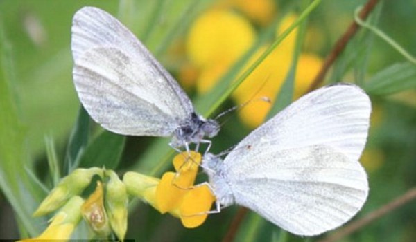 A fost descoperită o specie nouă de fluture