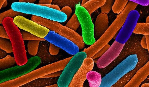 Bacteriile modificate genetic – „fabricile” de combustibil ale viitorului