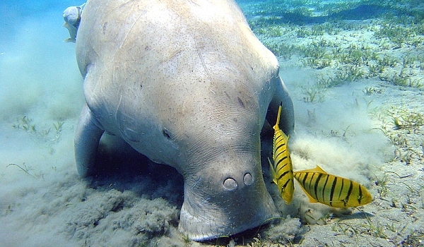 Aborigenii australieni renunţă la vânătoarea de vaci de mare