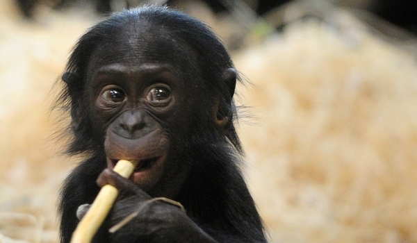 Şi puii de cimpanzeu suferă de autism