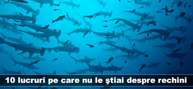10 lucruri pe care nu le ştiai despre rechini