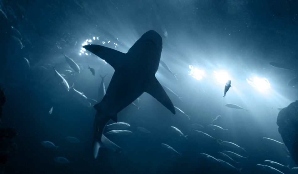 Cele mai primejdioase specii de rechini