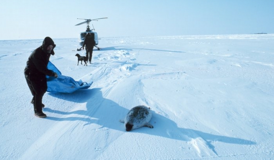 O boală misterioasă ucide focile din Arctica