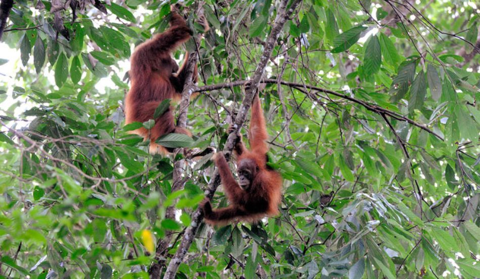 Maimuţele antropoide îşi dezvoltă o cultură proprie, la fel ca oamenii
