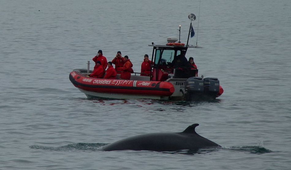 Excursiile turistice "pentru a observa balenele" le fac rău acestor animale