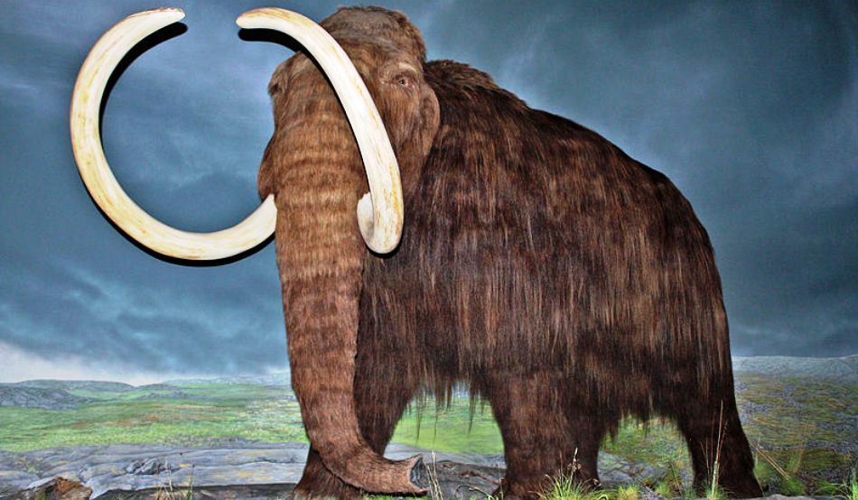 Dispariţia mamuţilor rămâne un mister al evoluţiei