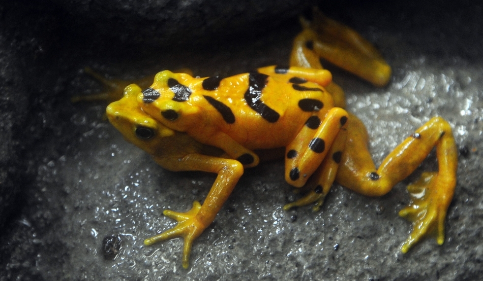 2.000 de specii de amfibieni vor dispărea în următorii 70 de ani