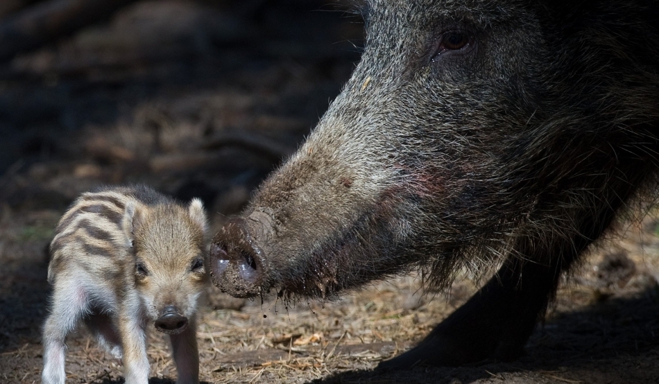 Mexicanii vor ucide 50.000 de porci mistreţi americani