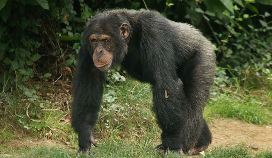 Cimpanzeii se tratează cu plante medicinale