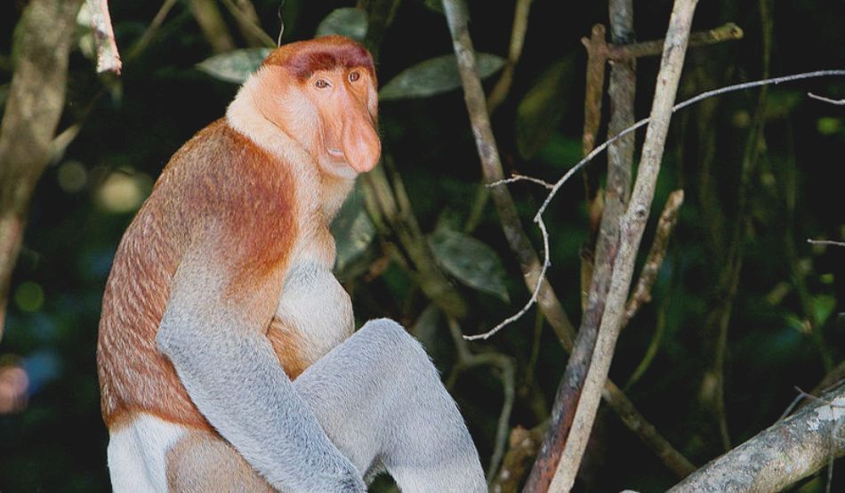 Plantaţiile de palmieri ameninţă existenţa maimuţelor năsoase
