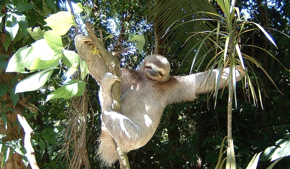 Cel mai drăguţ loc din lume: creşa pentru leneşi (VIDEO)