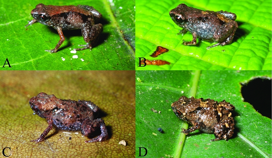 Au fost descoperite cele mai mici broaşte din lume!