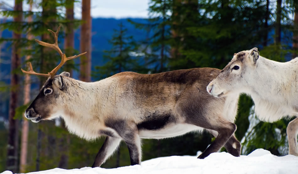 Renul – spiritul bun al nordului