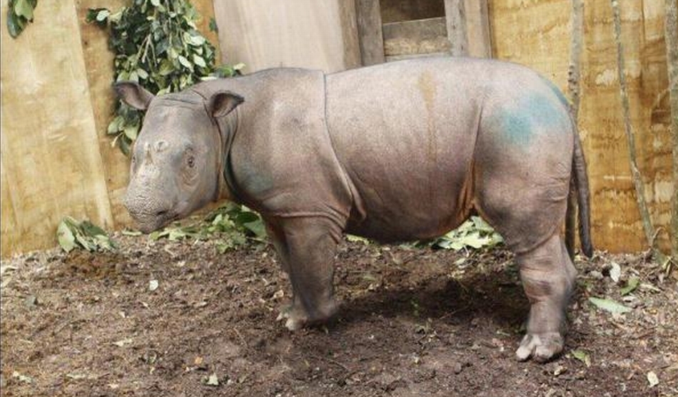 Un rinocer capturat recent, cheia supravieţuirii unei specii