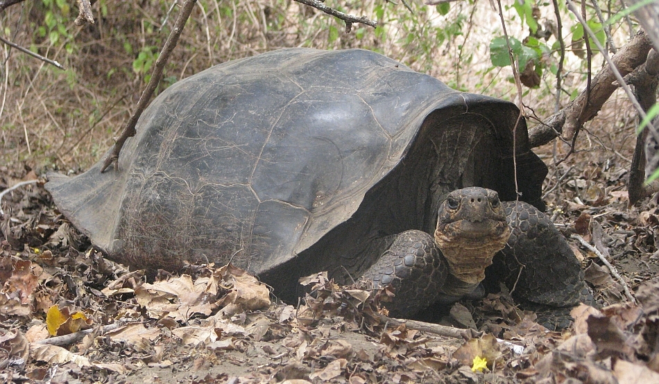 O specie de ţestoasă gigant a fost redescoperită la 150 de ani de la ...