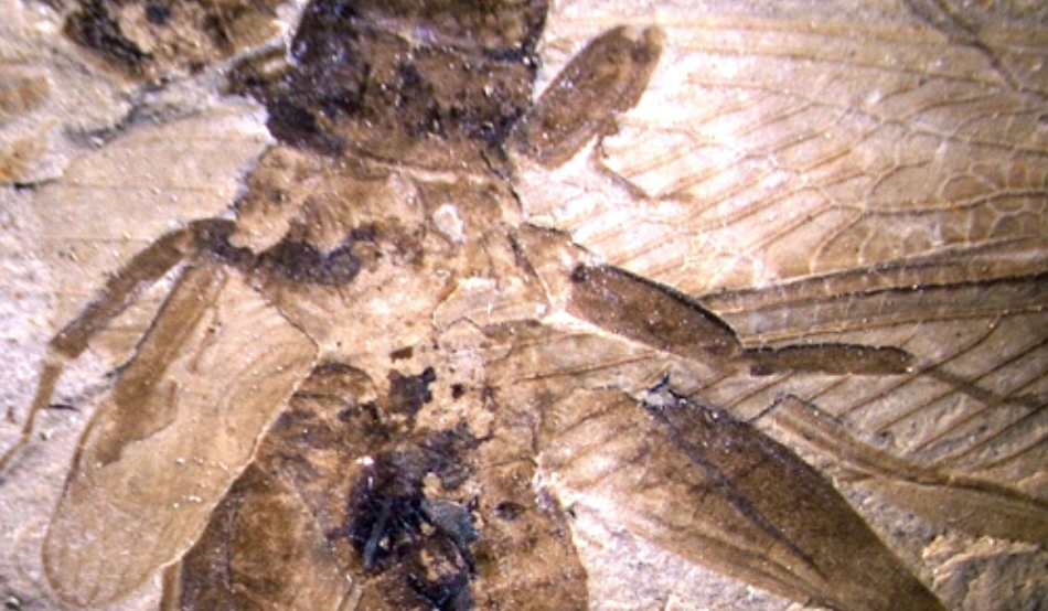 Acum 50 milioane ani, greierii aveau auz ultrasonic