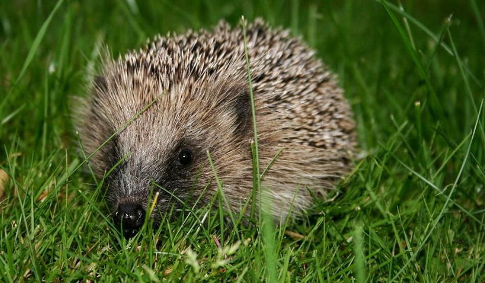 Aricii britanici vor face obiectul unui studiu „popular”