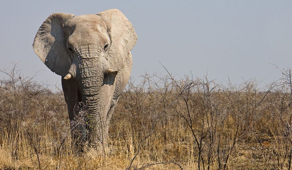 Ce să caute elefanţii în Australia?