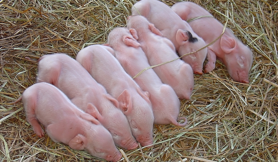 Transplantul de organe de la porci la oameni, mai aproape de realitate!