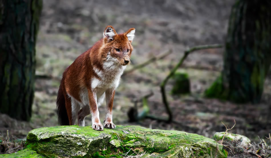 Dolii: povestea adevăraţilor câini roşii