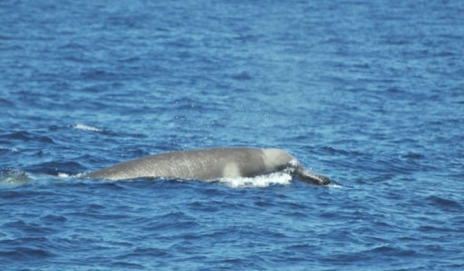 O specie rară de delfini a fost filmată pentru prima dată (VIDEO)