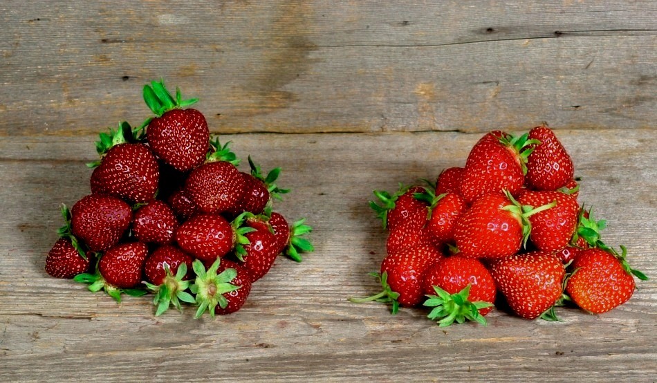 Roşu ca o căpşună? Nu chiar…