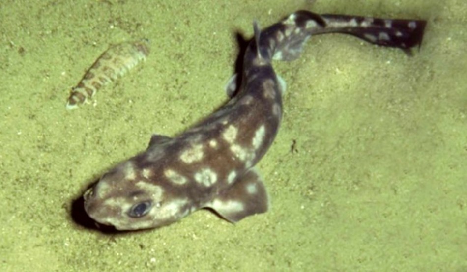 A fost descoperită o nouă specie de rechin