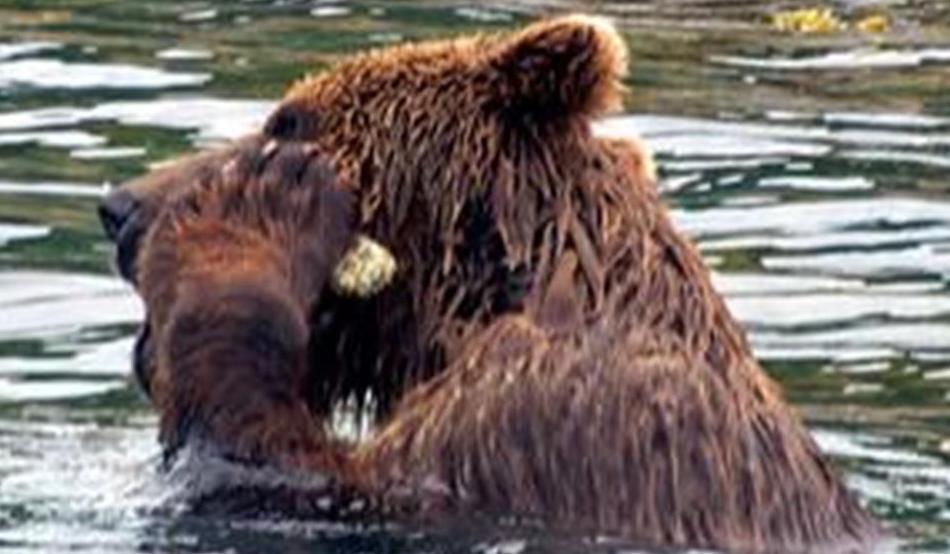 El este primul urs care a fost văzut folosind o unealtă!