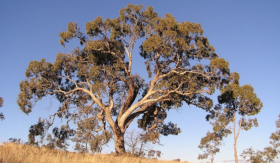 Descoperire inedită în Australia: copacii generează electricitate!