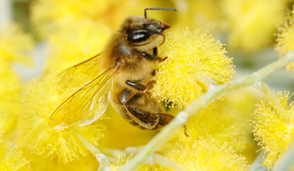 Micile făpturi ale zeilor