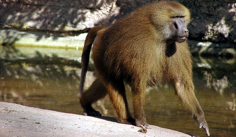 Babuinii au capacitatea de a recunoaşte cuvinte scrise (VIDEO)