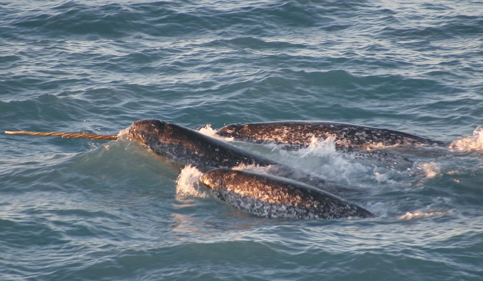 Narvalul - unicornul mărilor
