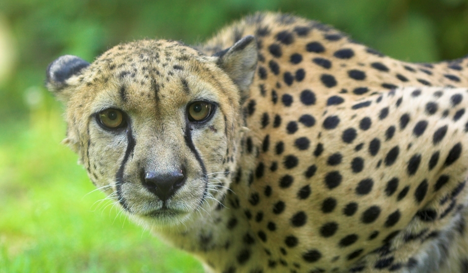 Ghepardule, de ce ai ochii atât de mari?