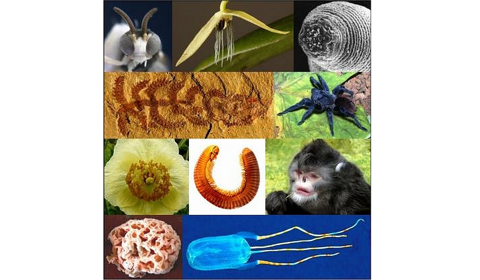 Top 10 specii noi ale anului 2012 (FOTO/VIDEO)