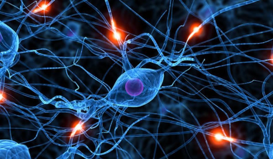 Ce nu se foloseşte, se aruncă: celule imunitare speciale "mănâncă ...