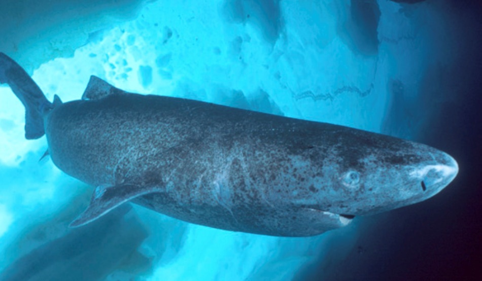 Cei mai leneşi rechini vânează doar focile adormite